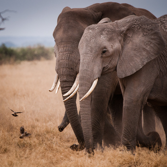 Leon Wong个人作品集 | LEON WONG Studio