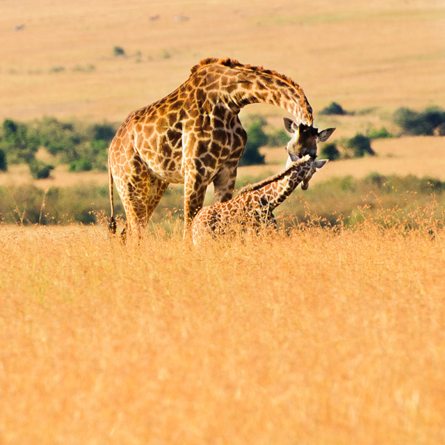 Leon Wong个人作品集 | LEON WONG Studio